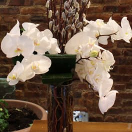 brooklyn orchids