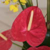 Hawaiian Expression in Honolulu, HI | Watanabe Floral, Inc.