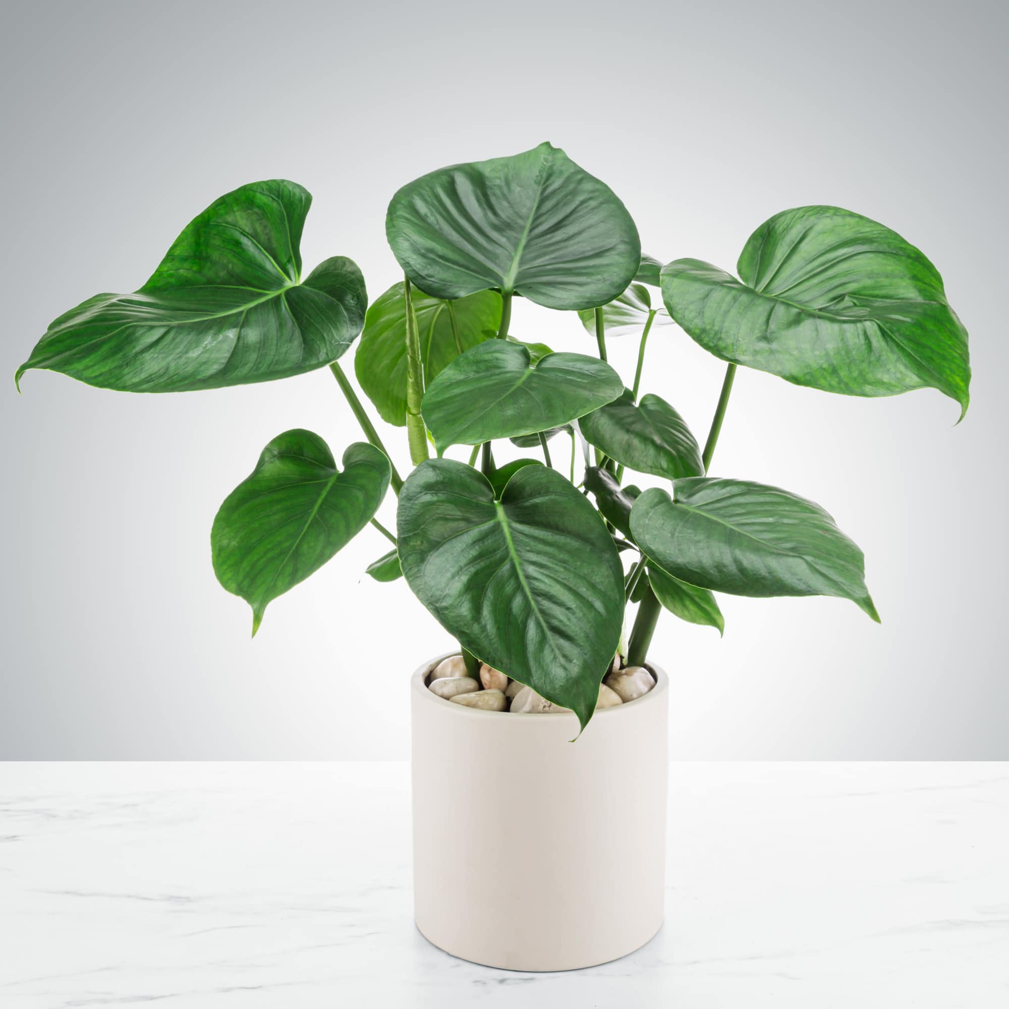 how to split a split leaf philodendron
