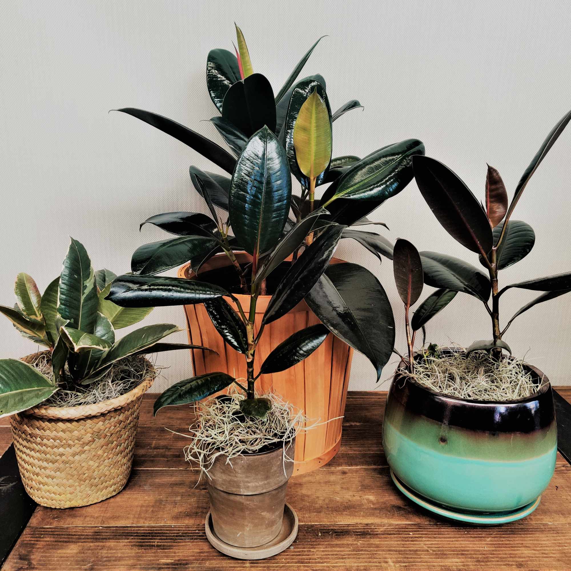 ficus elastica flower power