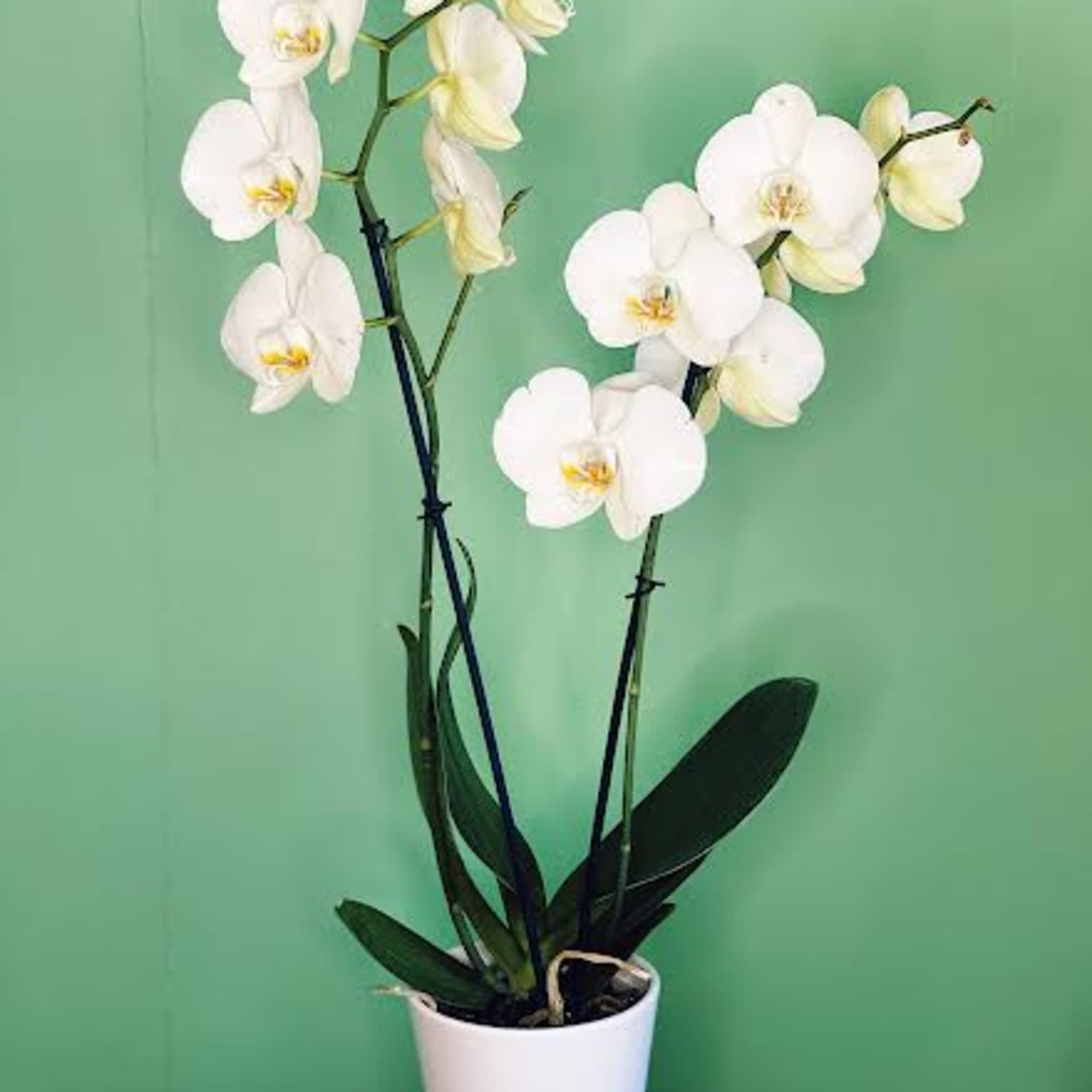 moth orchid coloring pages