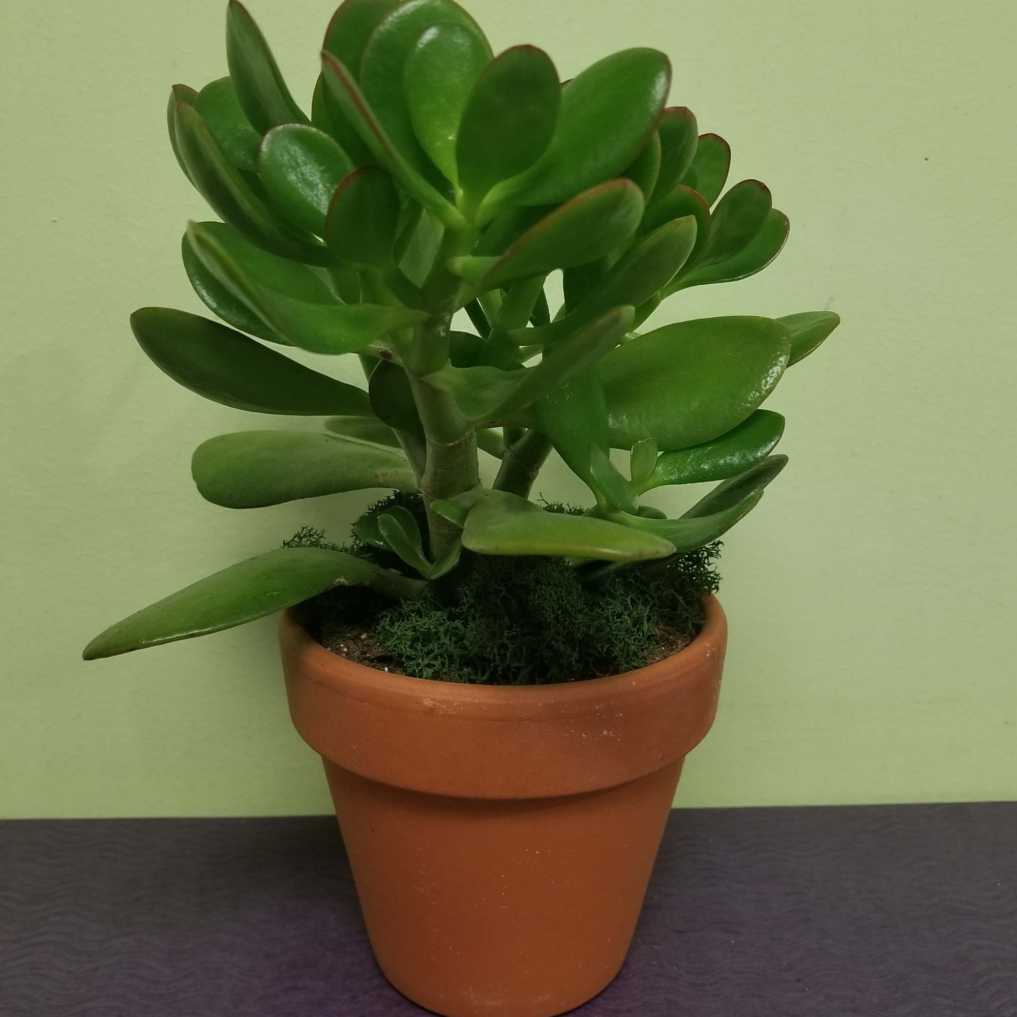 jade plant
