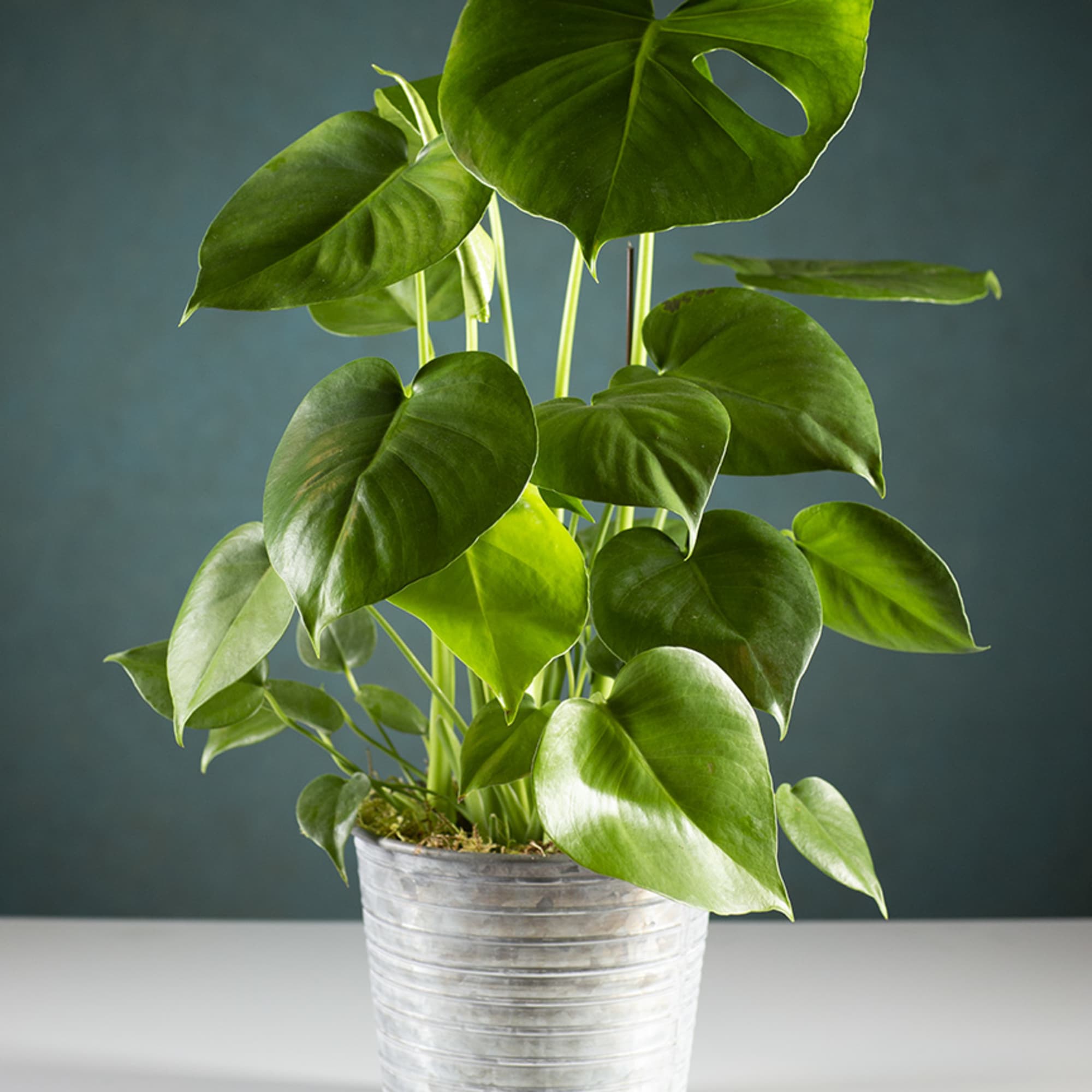 philodendron monstera split leaf care