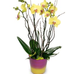 San Francisco Florist | Flower Delivery by In Water Flowers