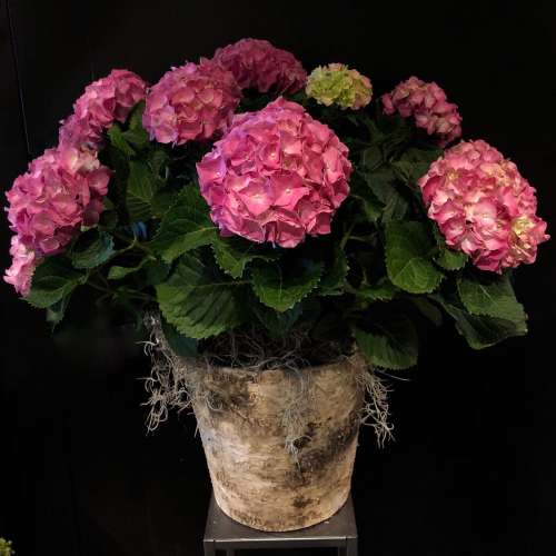 Franklin Florist | Flower Delivery by Garden Delights Fine Florist