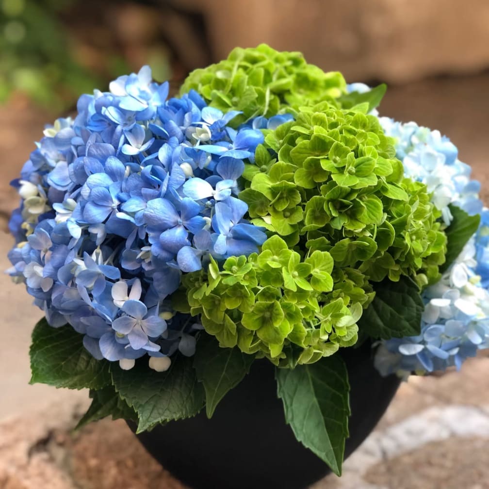 Philadelphia Florist | Flower Delivery by Nature's Gallery Florist, Inc.