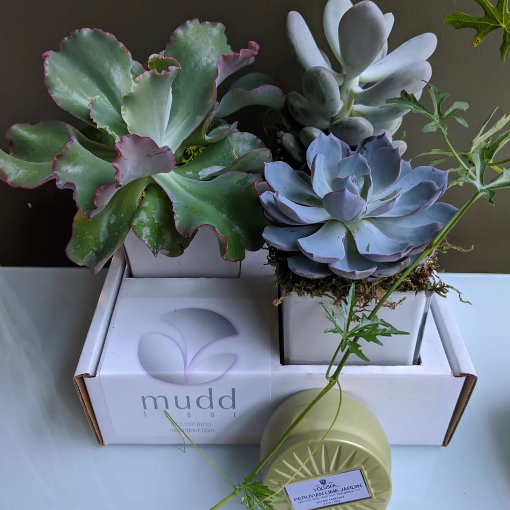 Chicago Florist | Flower Delivery by Mudd Fleur