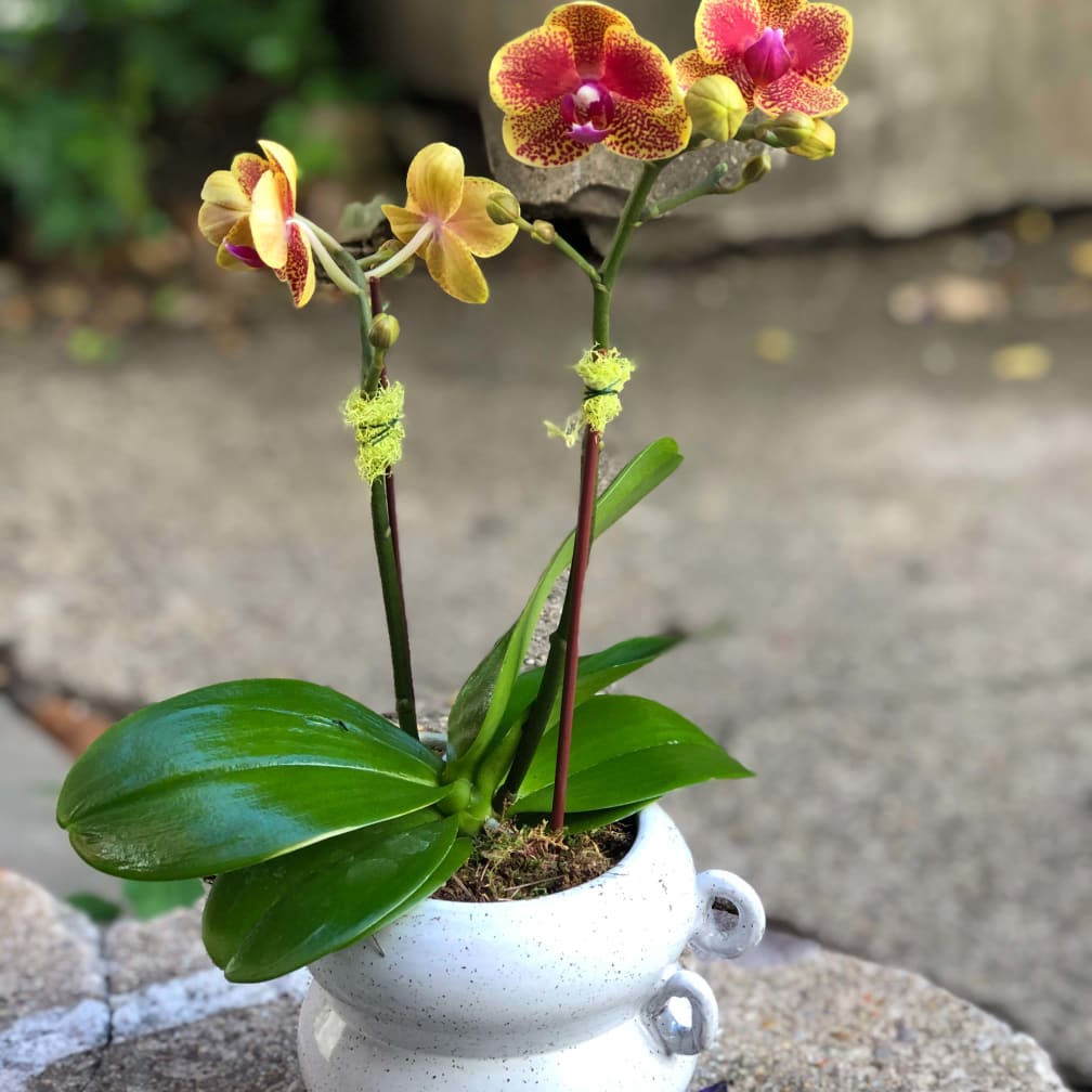 Philadelphia Florist | Flower Delivery by Nature's Gallery Florist, Inc.