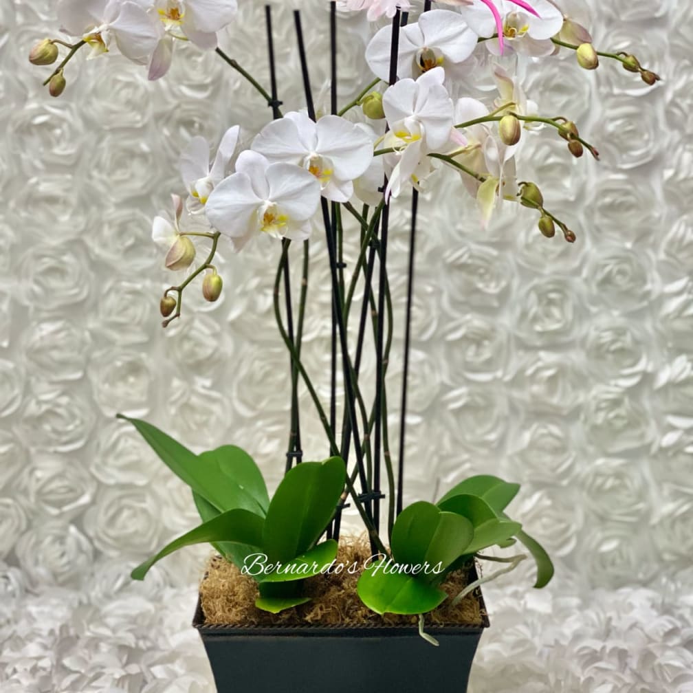 Oxnard Florist | Flower Delivery by Bernardo's Flowers