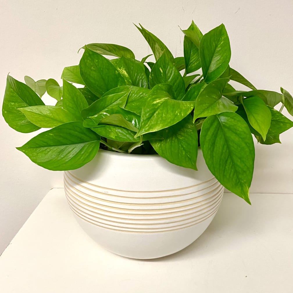 Washington Florist | Flower Delivery by Shoots and Blooms of D.C.