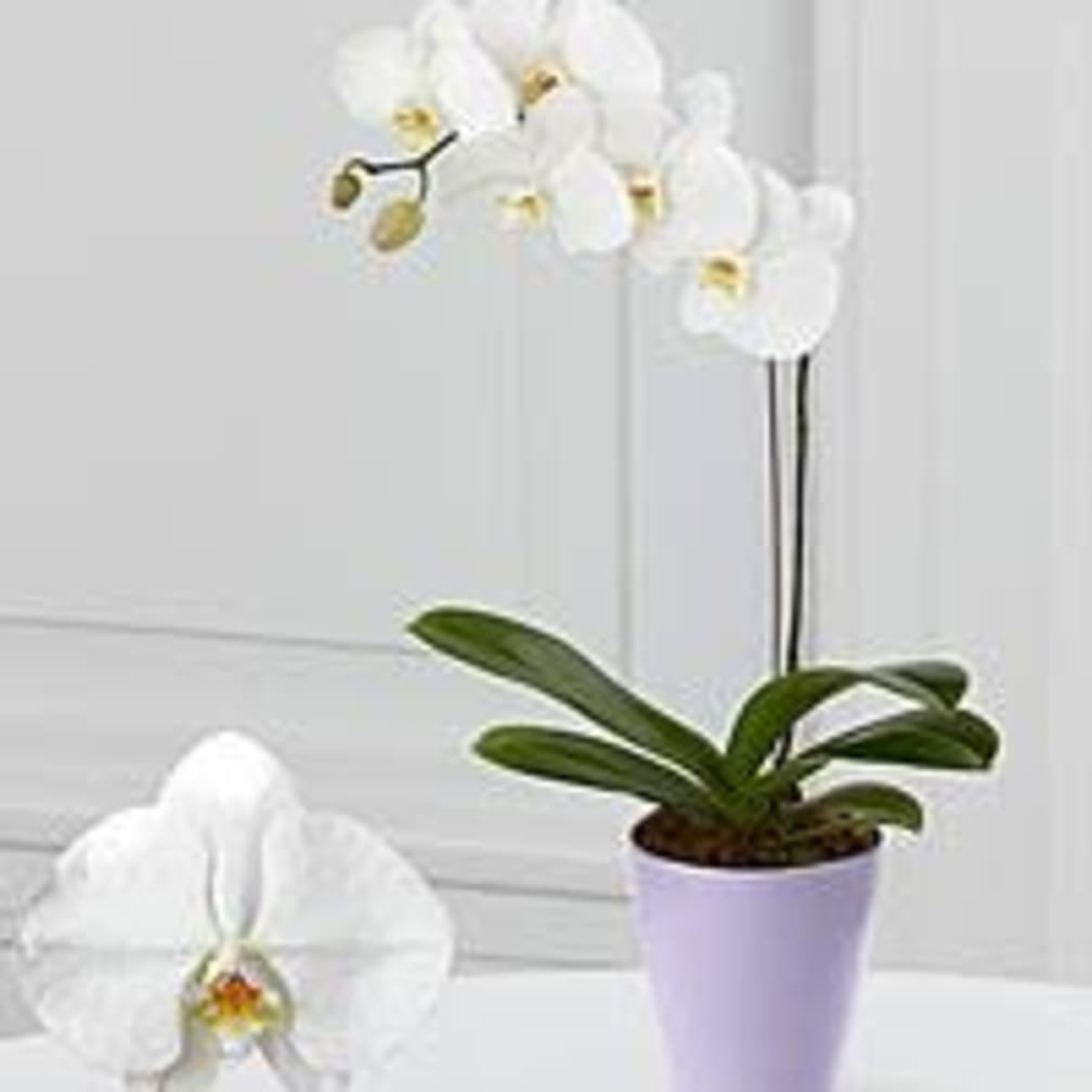 Coos Bay Florist | Flower Delivery by Checkerberry's Flowers & Gifts