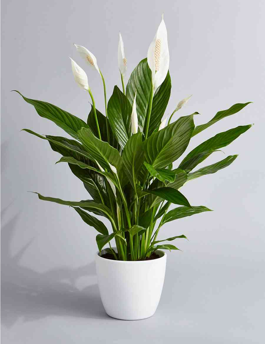Peace lily plant by Rileys Florist Peace lily plant by Rileys Florist