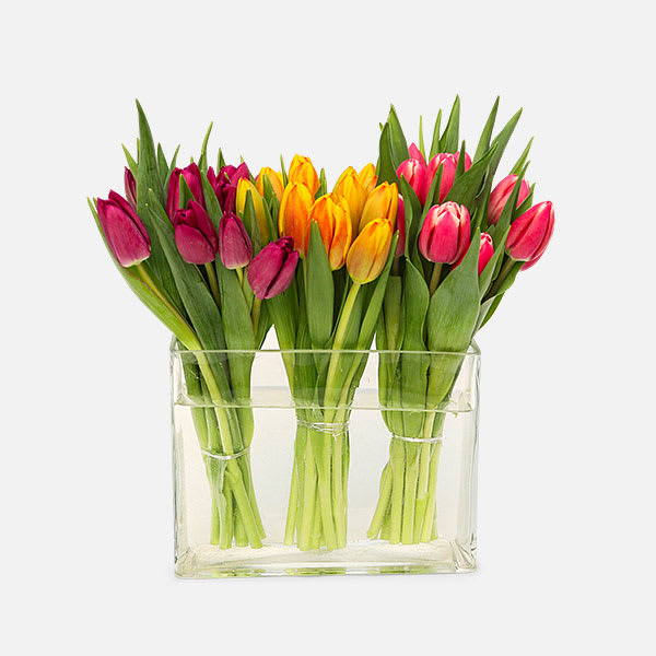 Tootsie by PlantShed - New York Flowers
