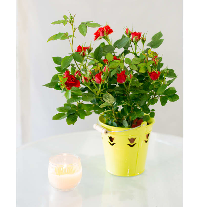 Miniature Red Rose Plant by Riverside Kello Floral
