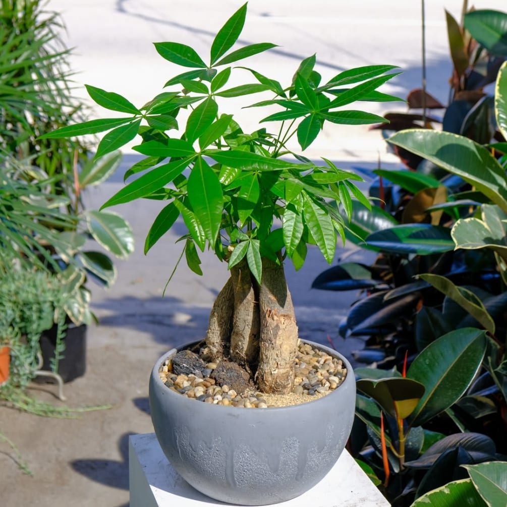 Concrete Money Tree by Wowsome Blossom