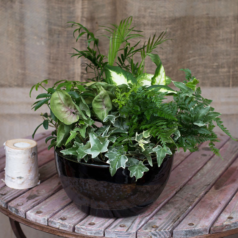 Simple Dish Garden by Lavender