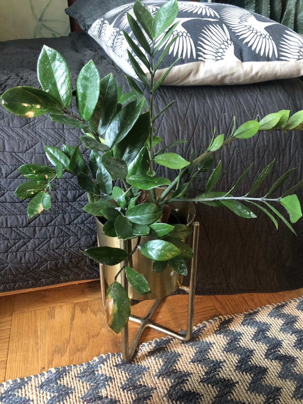 ZIZI Plant 6" Pot by Volanni