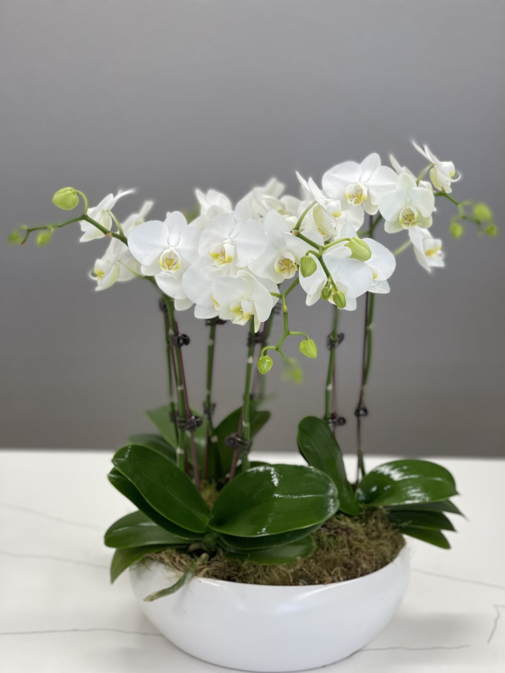 White Orchid Trifecta by Royal Flowers and Events