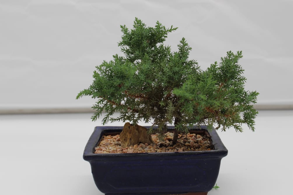 Bonsi Trees by HLM Floral Events