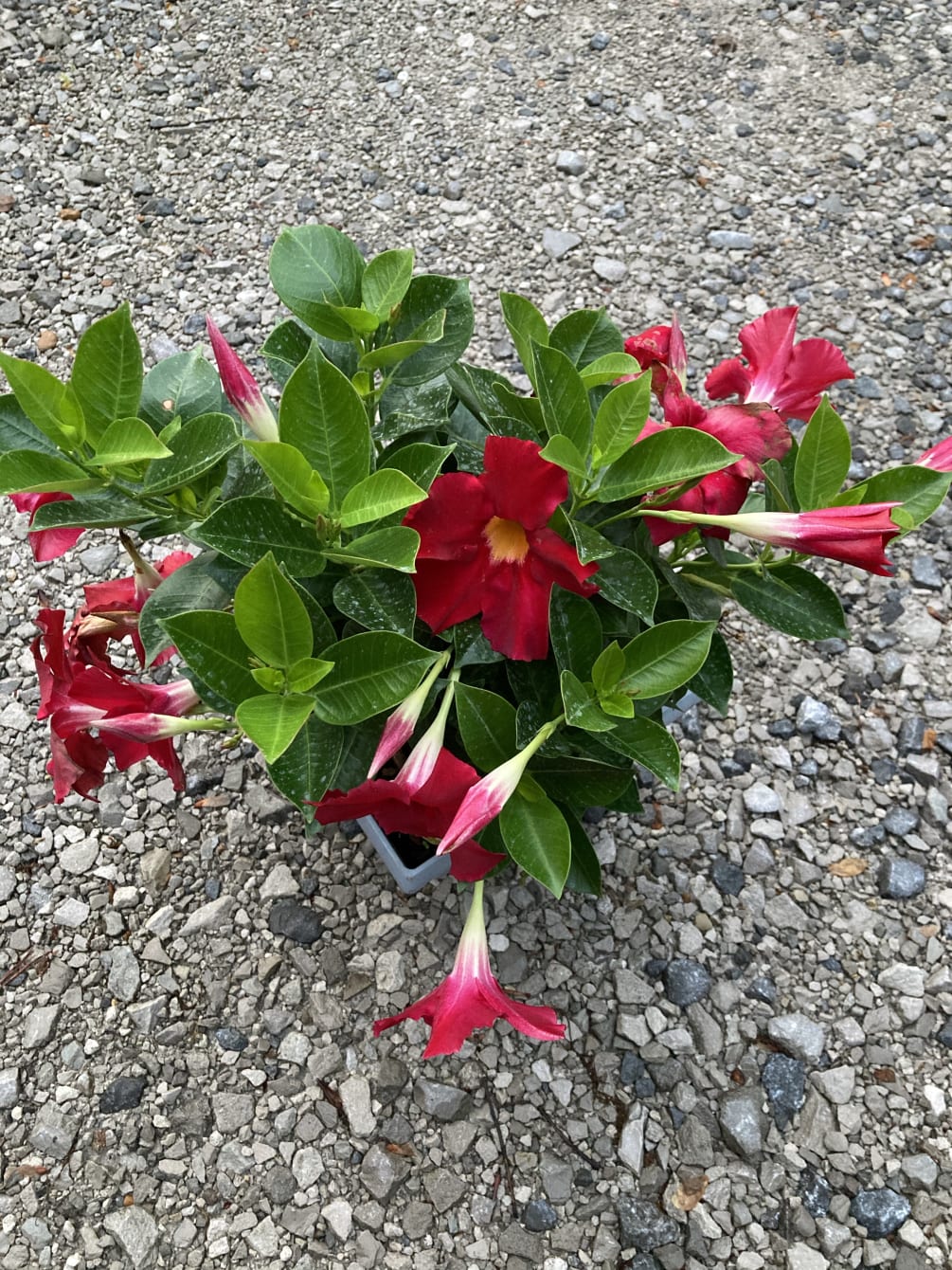 Mandevilla Plant by Flowers For Keeps