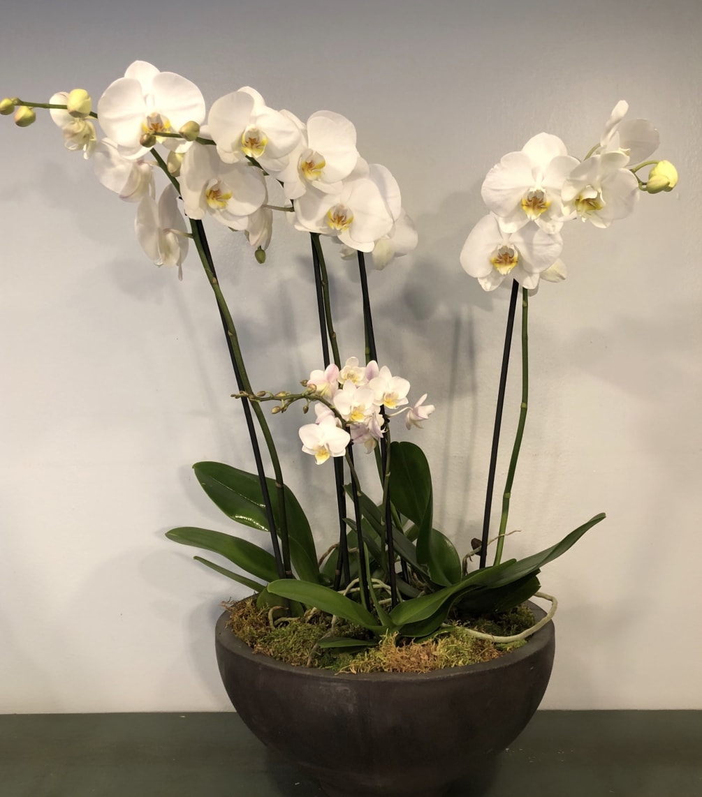 Perfect Zen by Robins Flower Shop