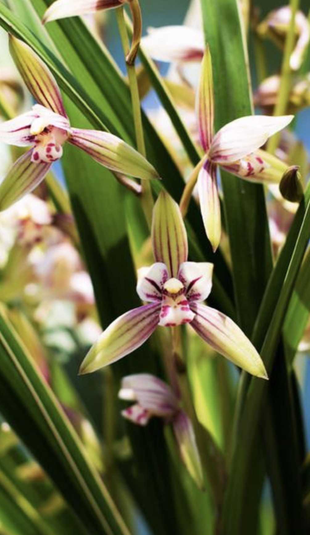 Golden Rainbow Chinese Orchid by Pasadena Floral Design