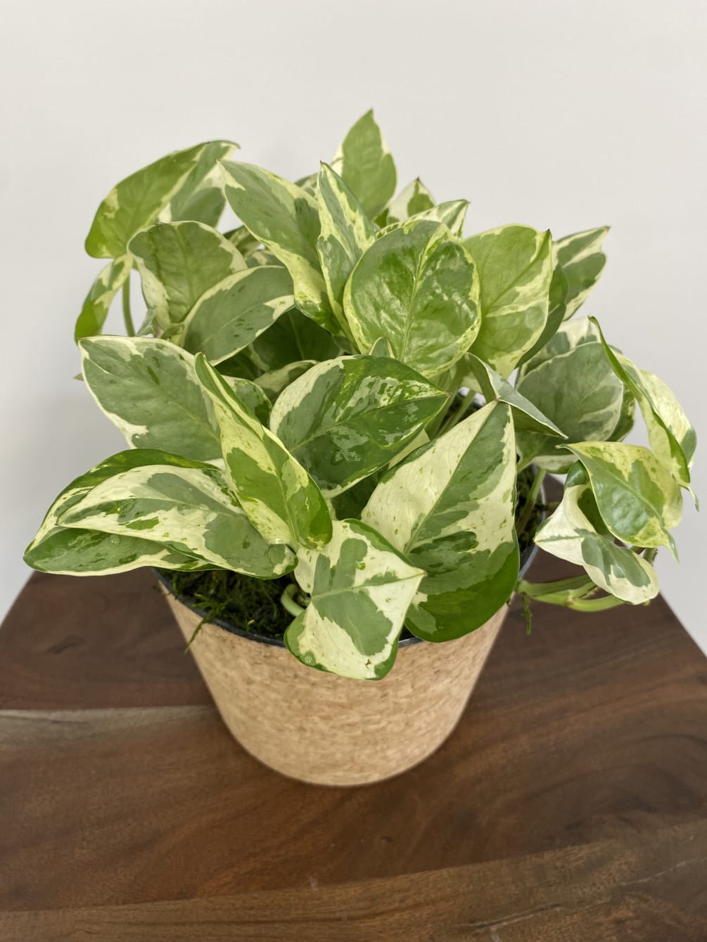 Marble Pothos in Cork Pot by Hells Canyon Floral