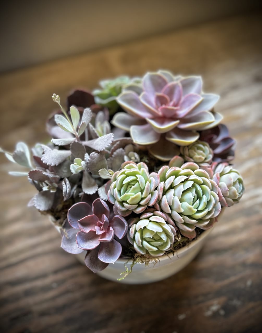 Sweet Succulents (Round) by Juniper Blooms