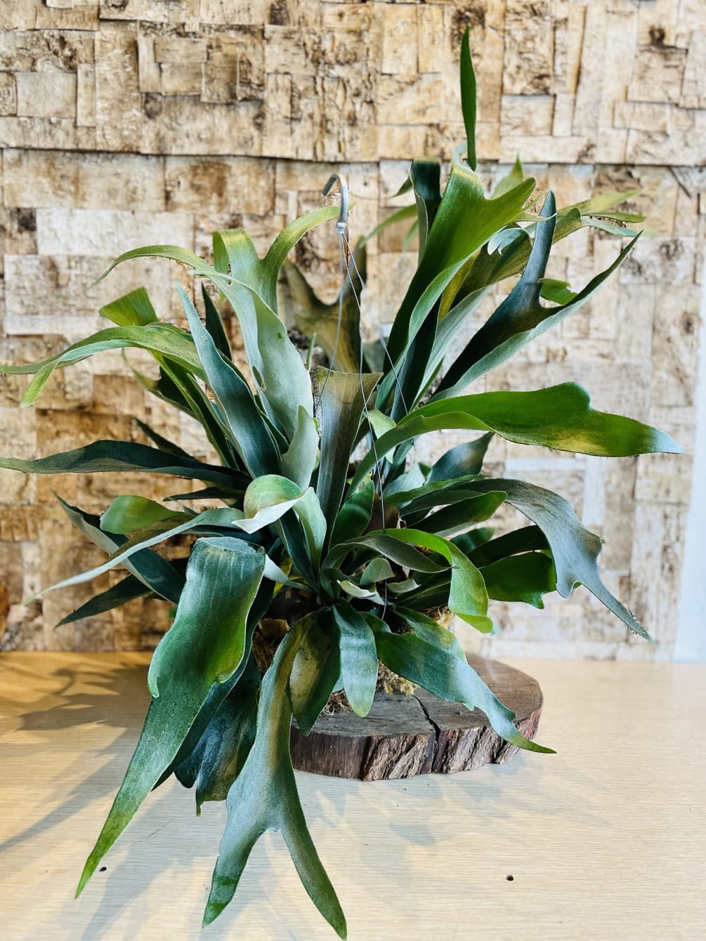 Hanging Staghorn Fern Plant by Natural Simplicity