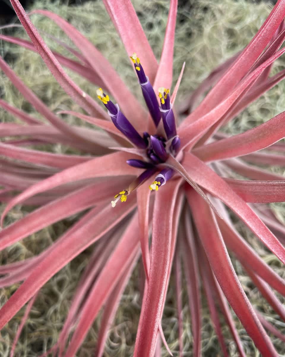 Tillandsia capitata ‘Peach’ by Airplant Alchemy