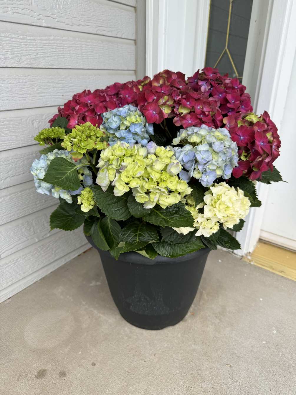 18” Tri-Colored Hydrangea Pot by Hells Canyon Floral