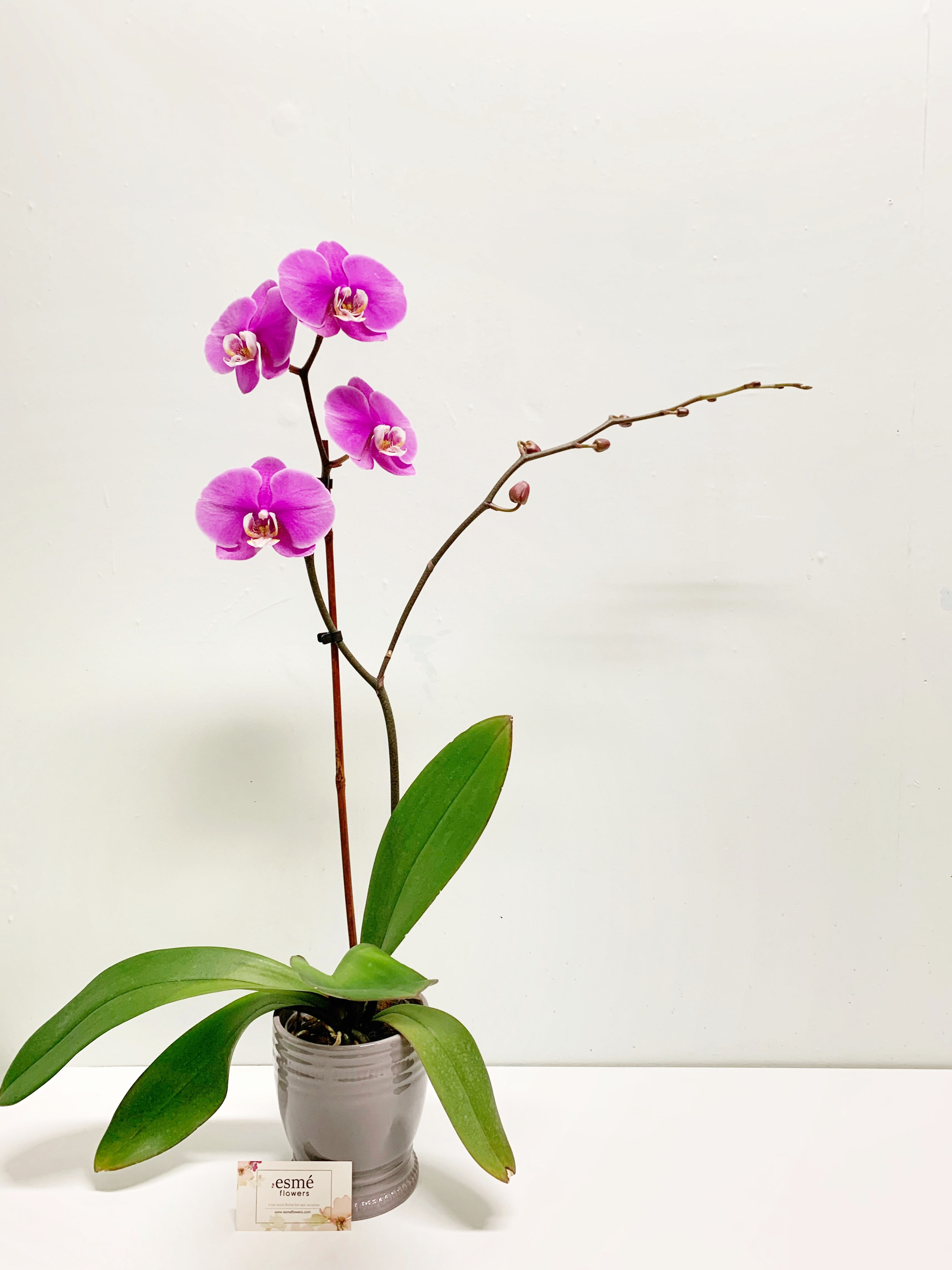 Fuchsia Double Phalaenopsis Orchid In Cliffside Park Nj Esme Flowers