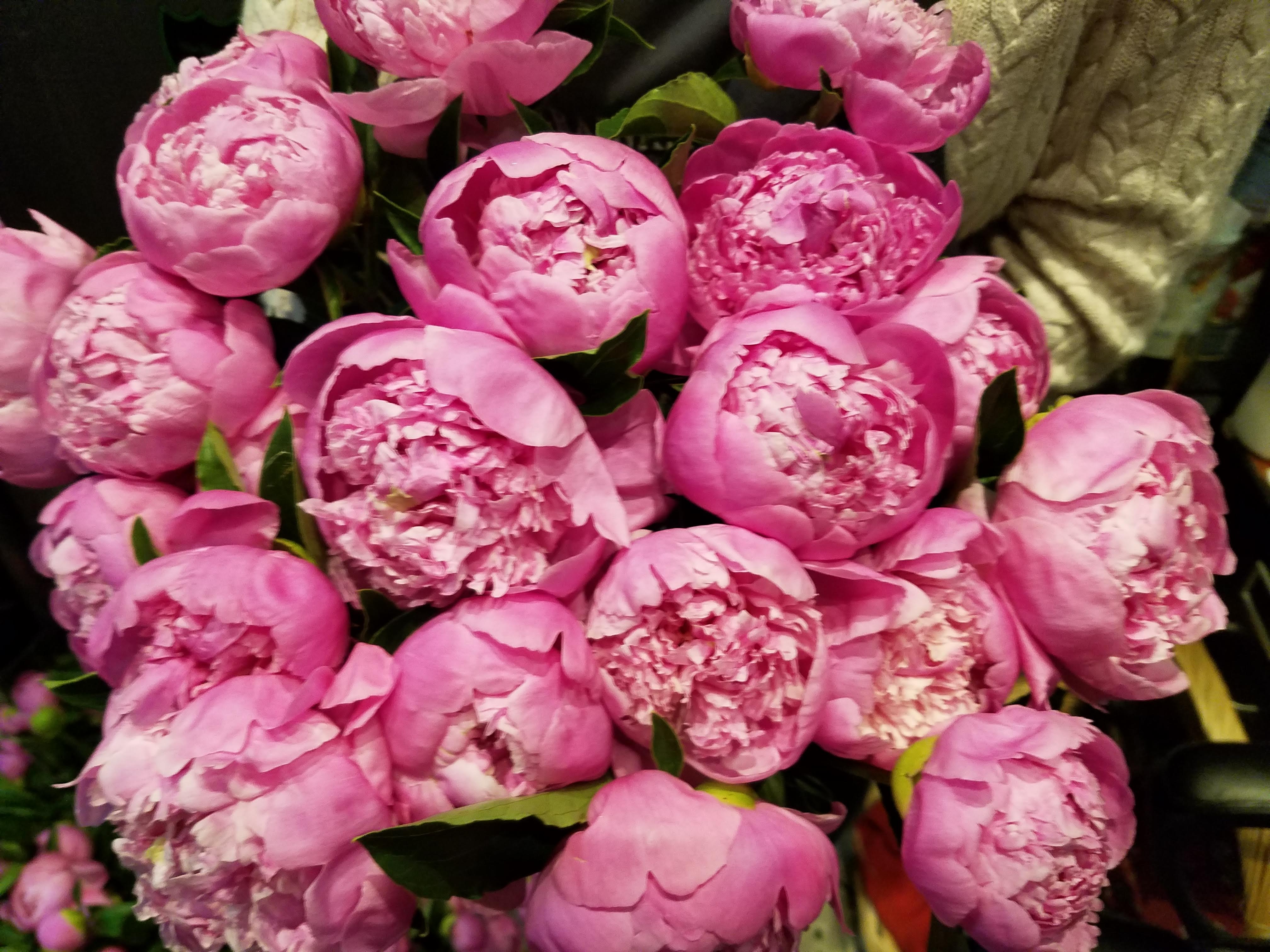 Peonies Large Bouquets in Brooklyn, NY | Deja Vu flowers