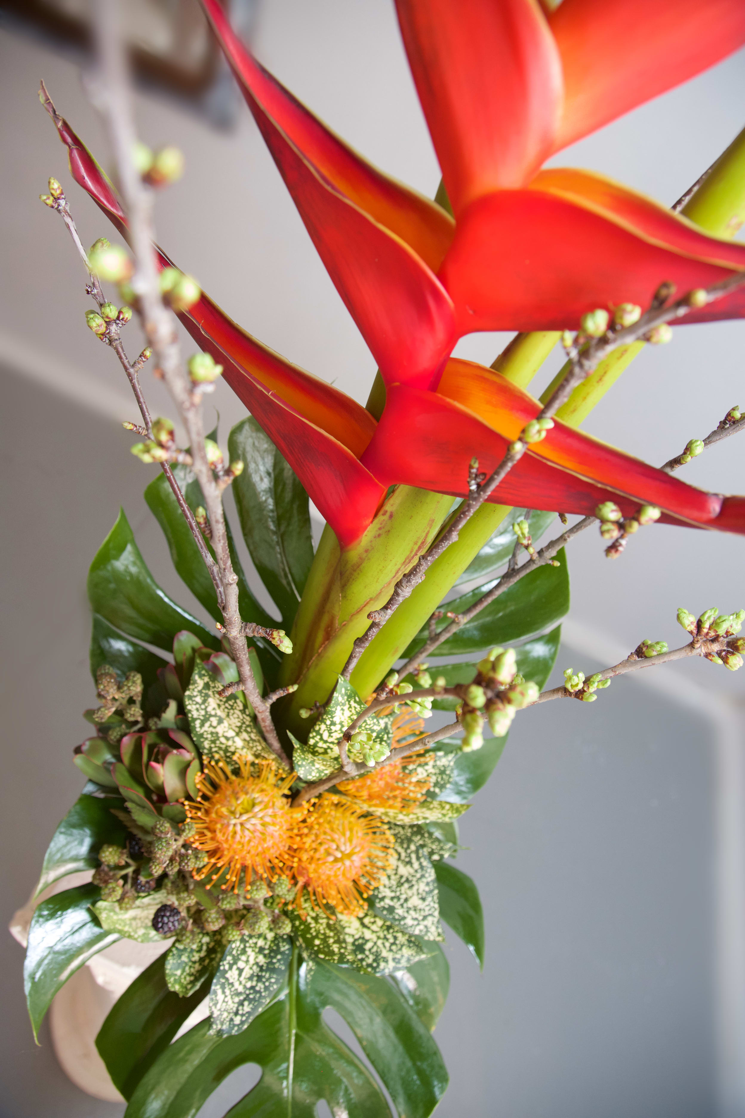 Coit Tower Parrots of Paradise in San Francisco, CA | A New Leaf Florist