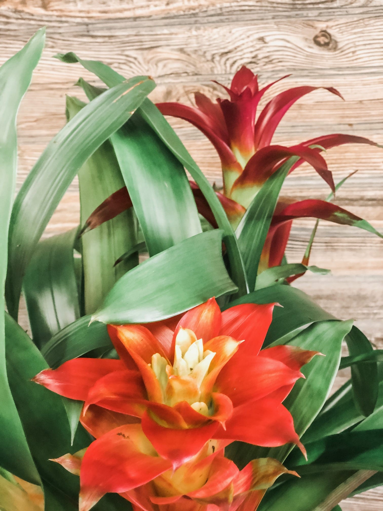 Bromeliad Planter in Beachwood, OH | Paradise Flower Market