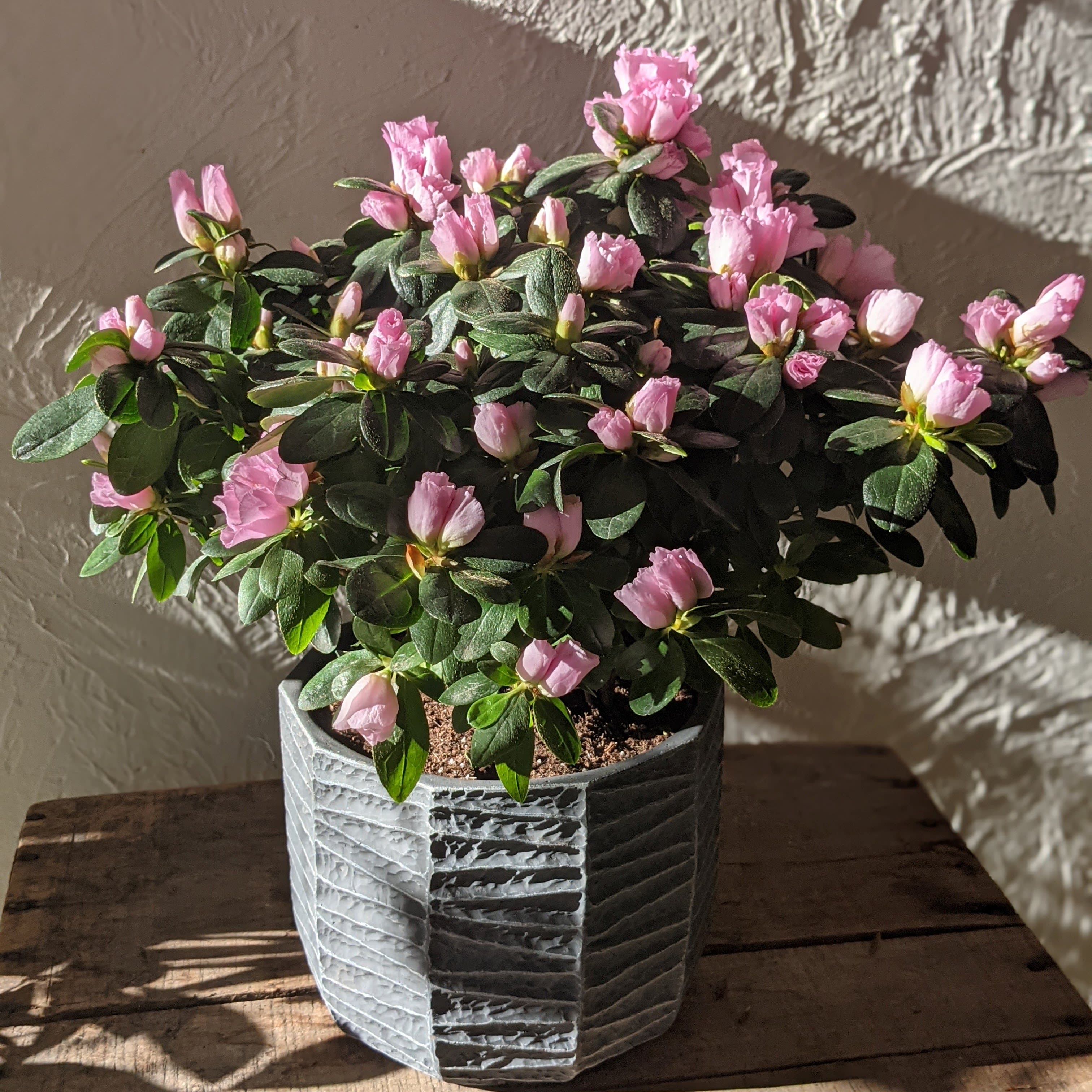 Indoor Azalea in Belmont, MA | Jayne's Flowers