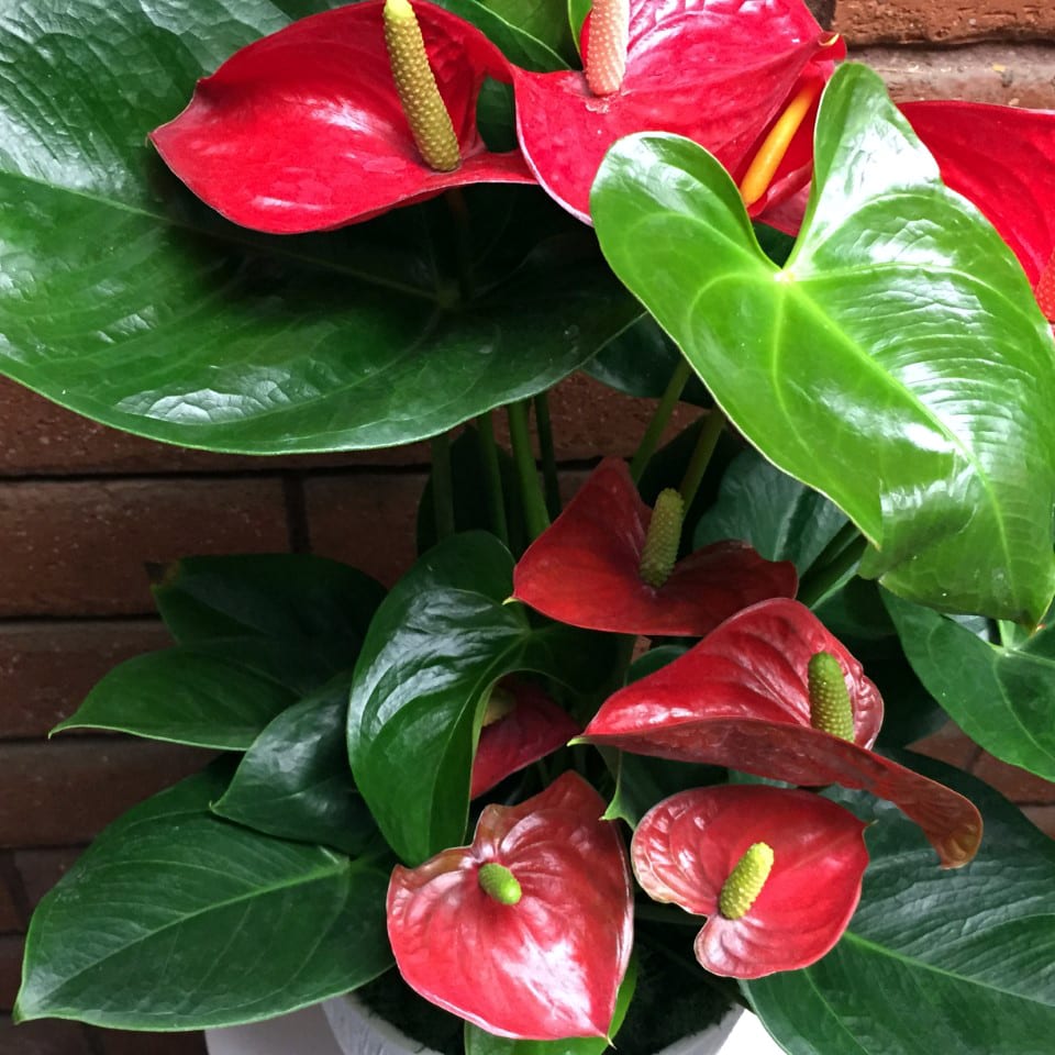 Red Anthurium Plant in San Diego, CA | House of Stemms