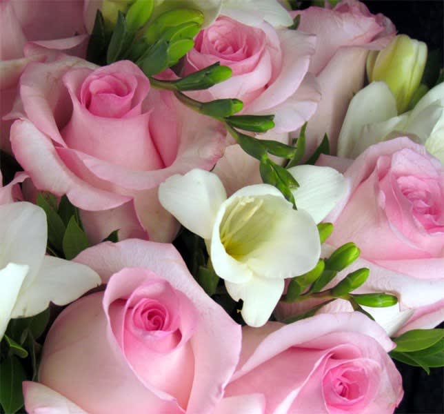 Sweet Akito Bliss Bowl in San Diego, CA | House of Stemms