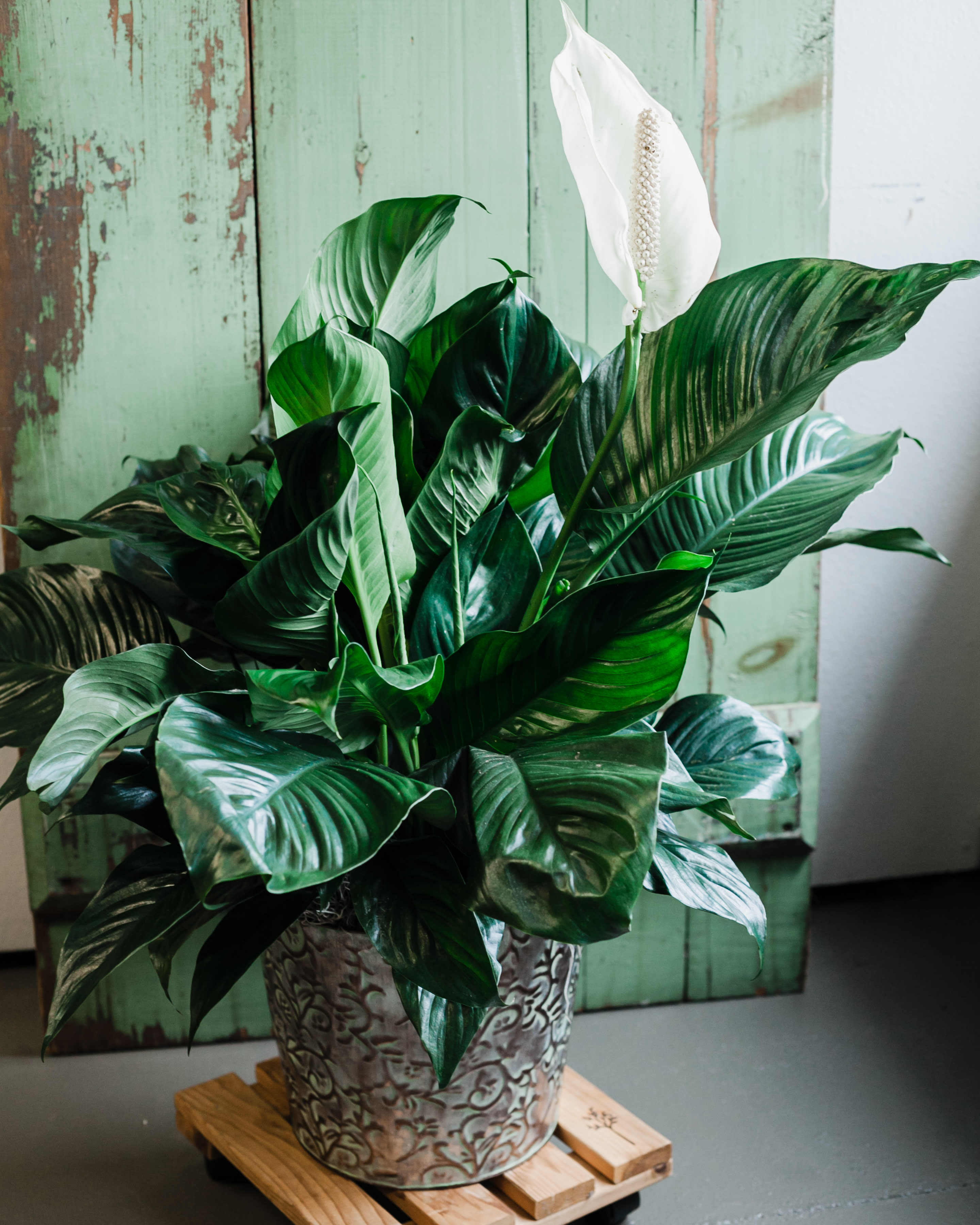 Peace Lily - Spathiphyllum - 3 different sizes and prices in Lebanon ...
