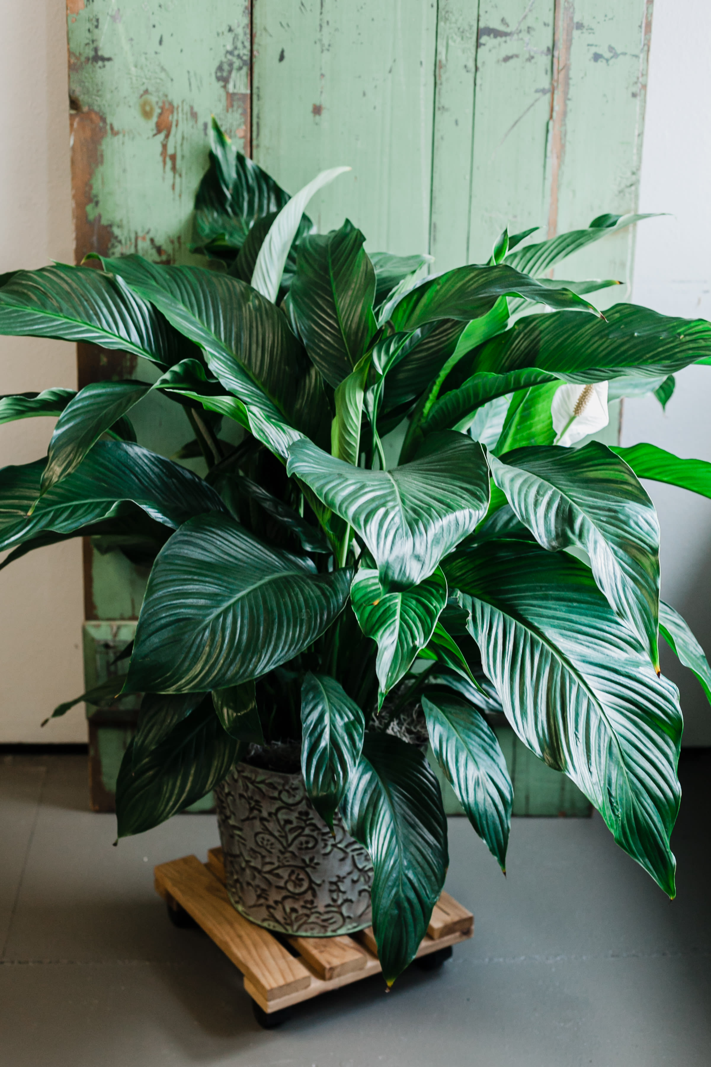 Peace Lily - Spathiphyllum - 3 different sizes and prices in Lebanon ...