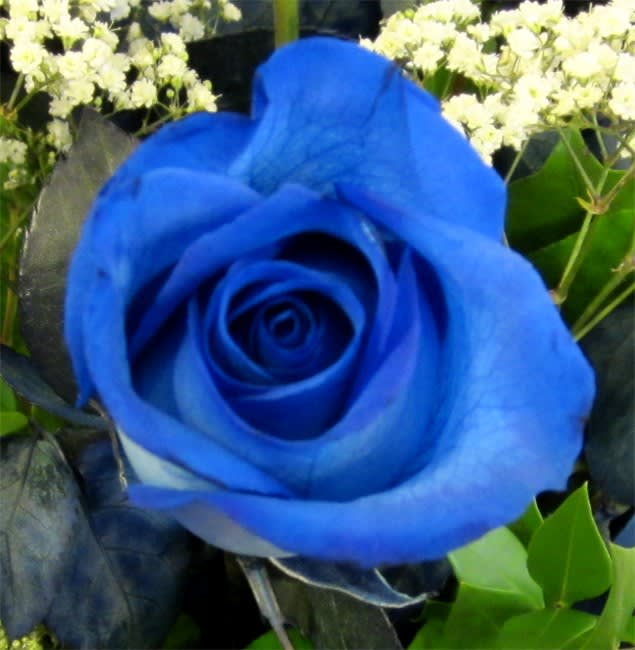 Ecuadorian Long Stem Navy Blue Roses Vase in San Diego, CA | House of ...