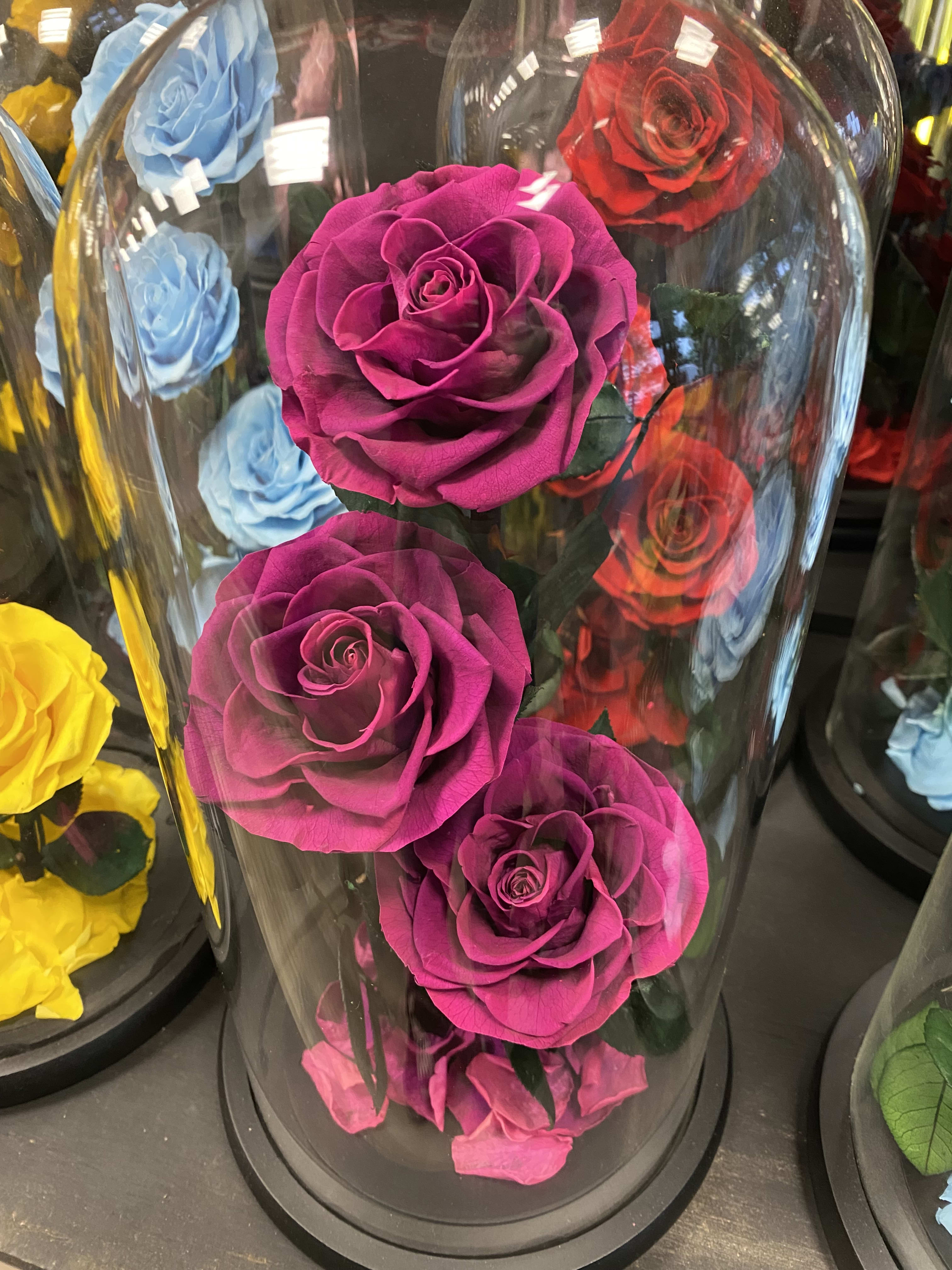 3 Stem Preserved Roses In Tall Glass Dome in Mebane, NC | VIP Gifting