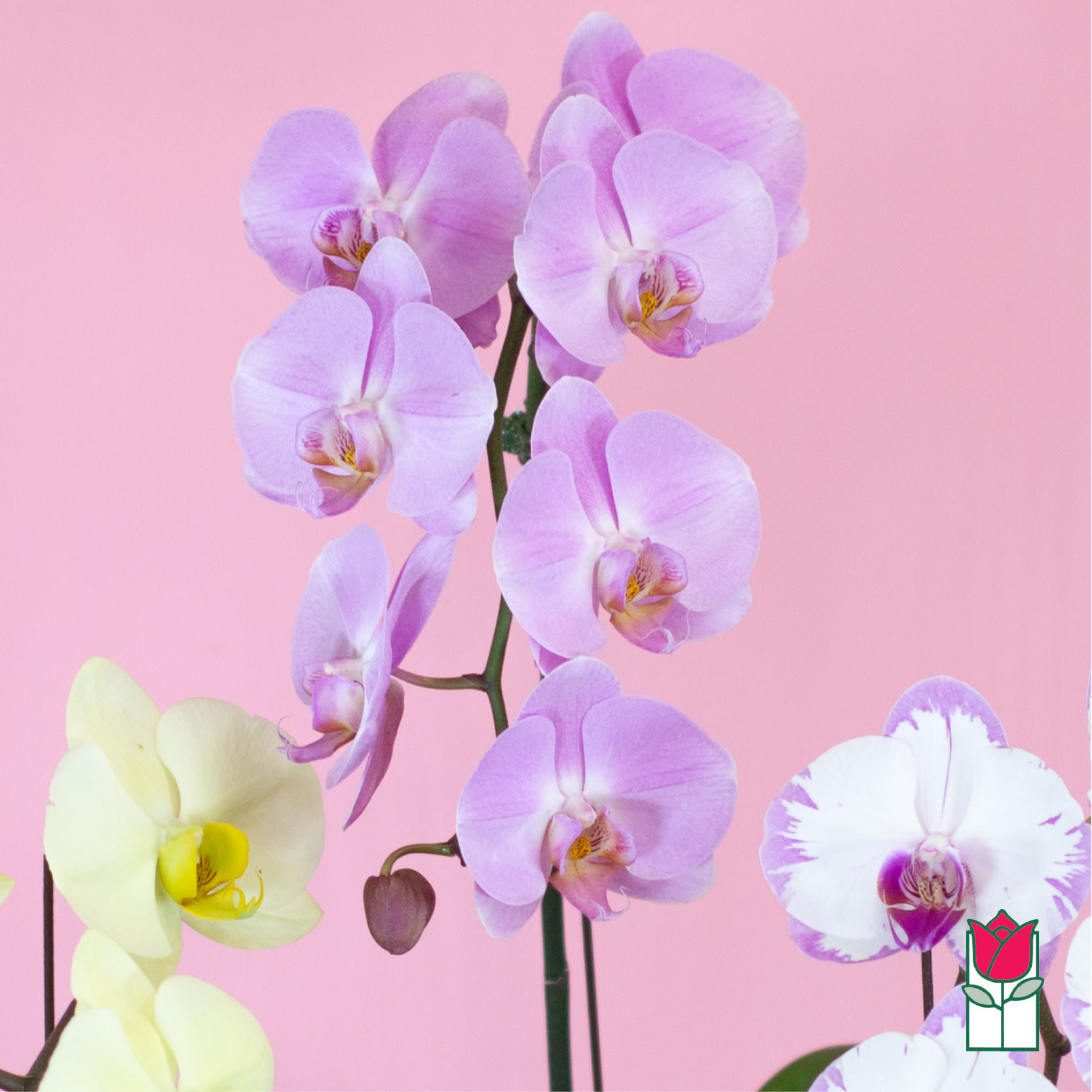 1 Stem Phalaenopsis Orchid Plant Seasonal Color Varies In Honolulu
