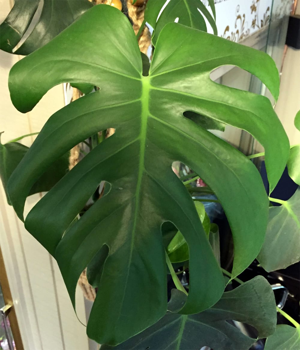 Monstera Deliciosa Plant in San Diego, CA | House of Stemms
