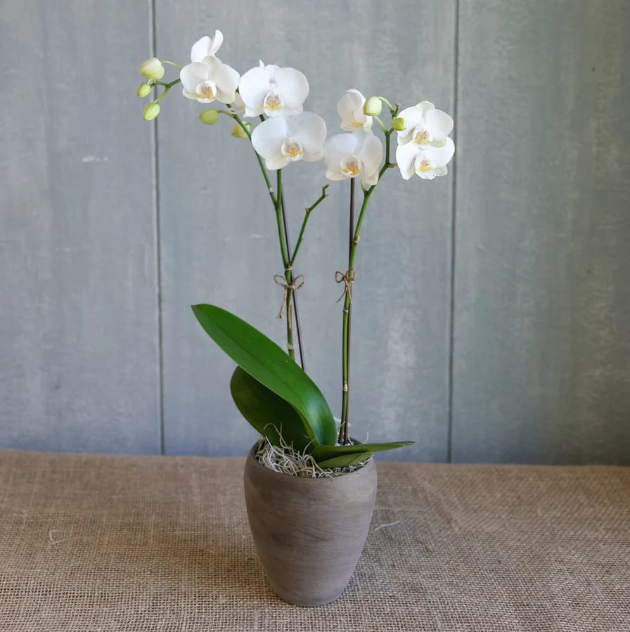 White 2 Stem Orchid Plant In Cliffside Park Nj Esme Flowers