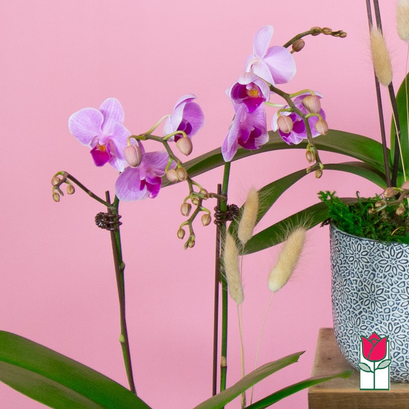 2 Stem Mini Phalaenopsis Orchid Plant Seasonal Color Varies In