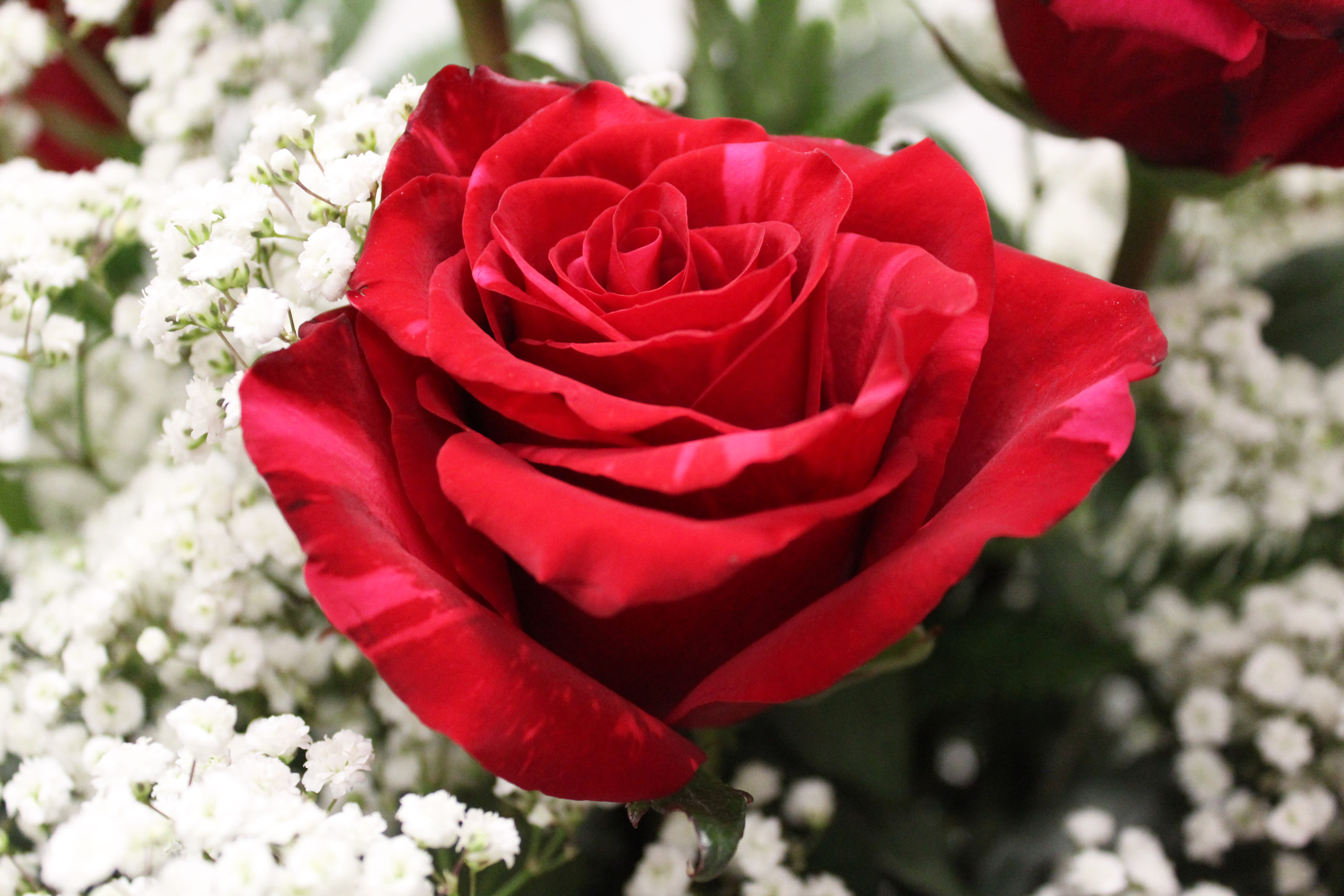 Red Panther Rose Masterpiece (Watanabe Exclusive) in Honolulu, HI ...