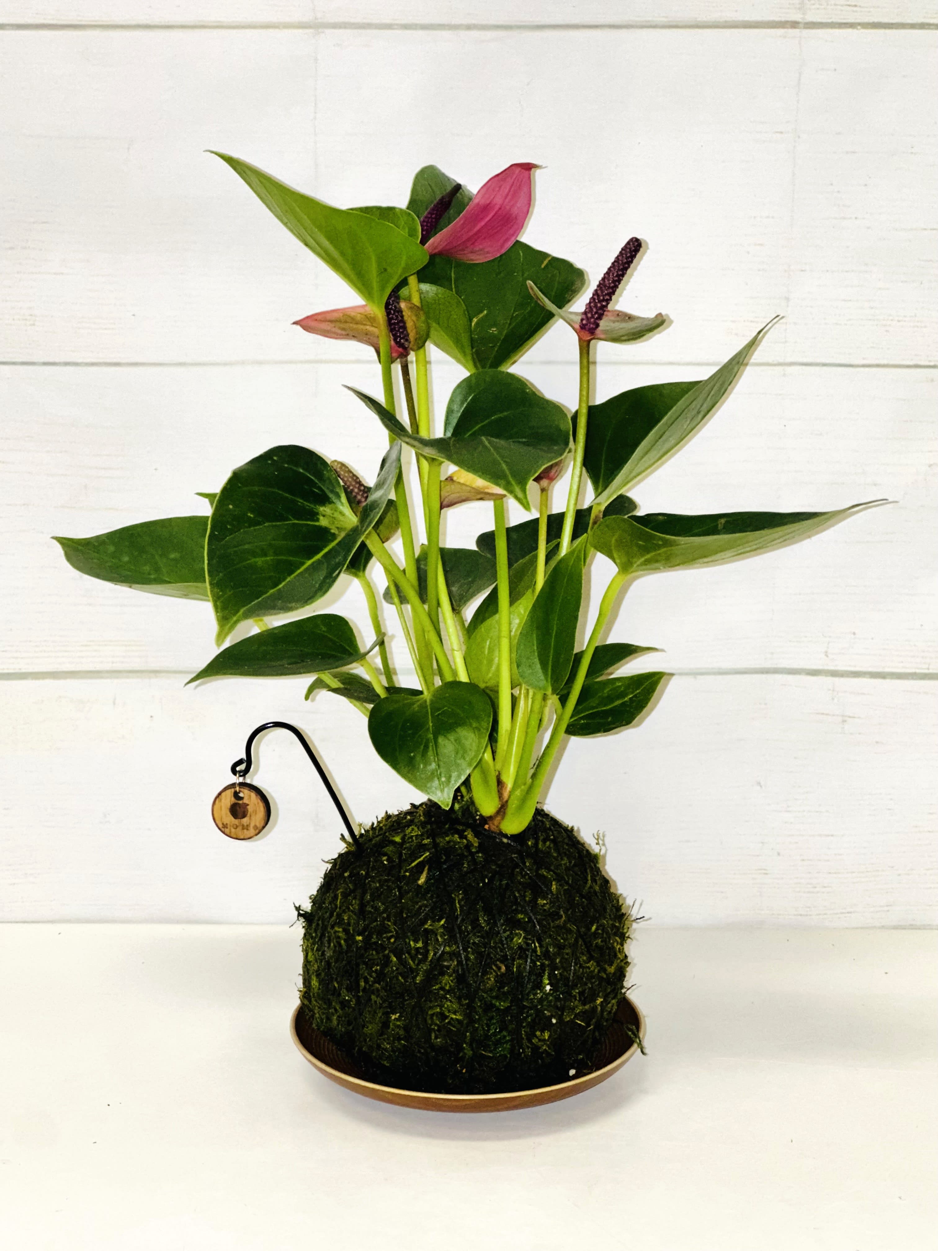 Kokedama Plant (Small assorted) in Honolulu, HI | Watanabe Floral, Inc.