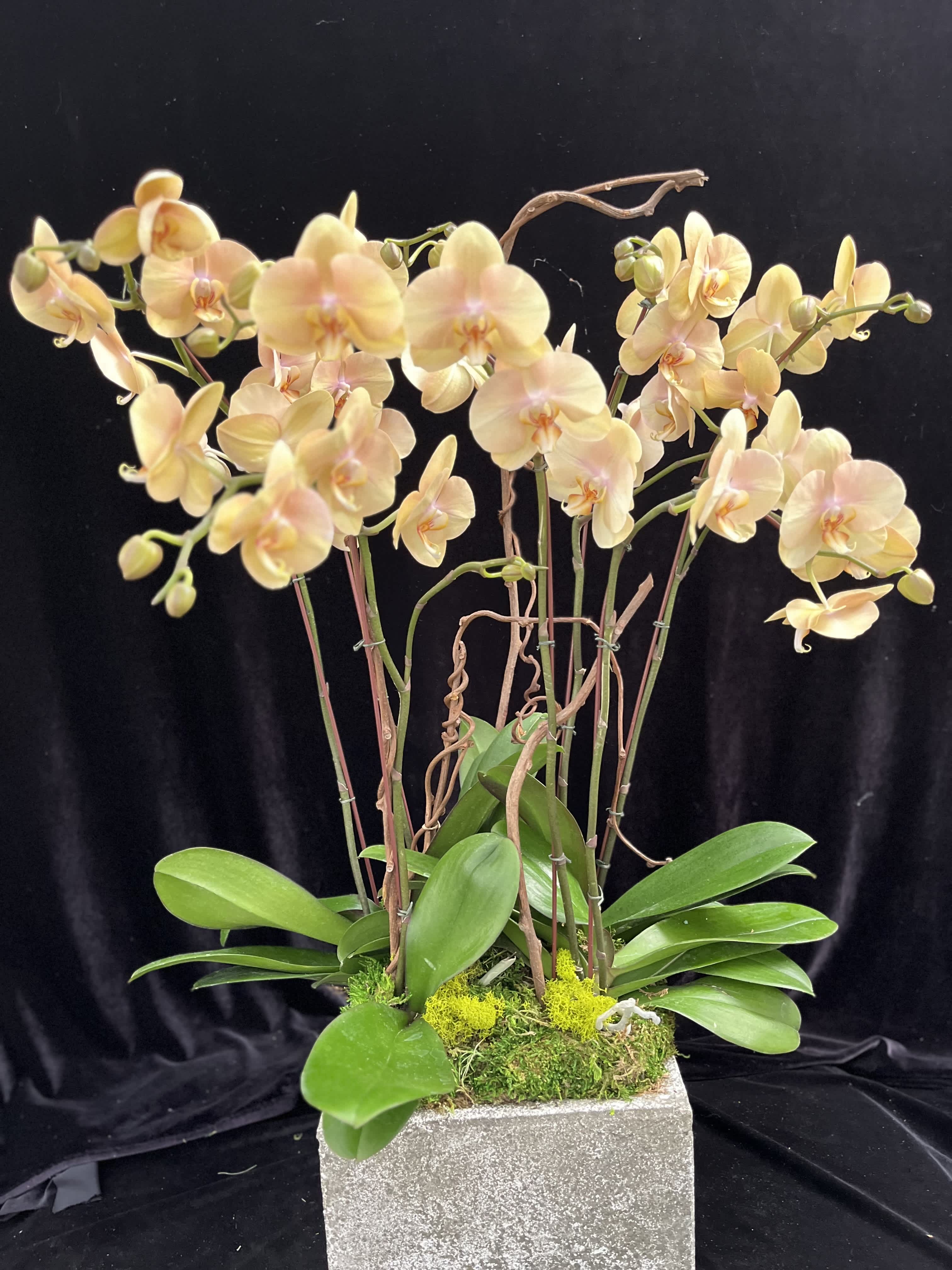 Contemporary orchid design by Divine Orchids