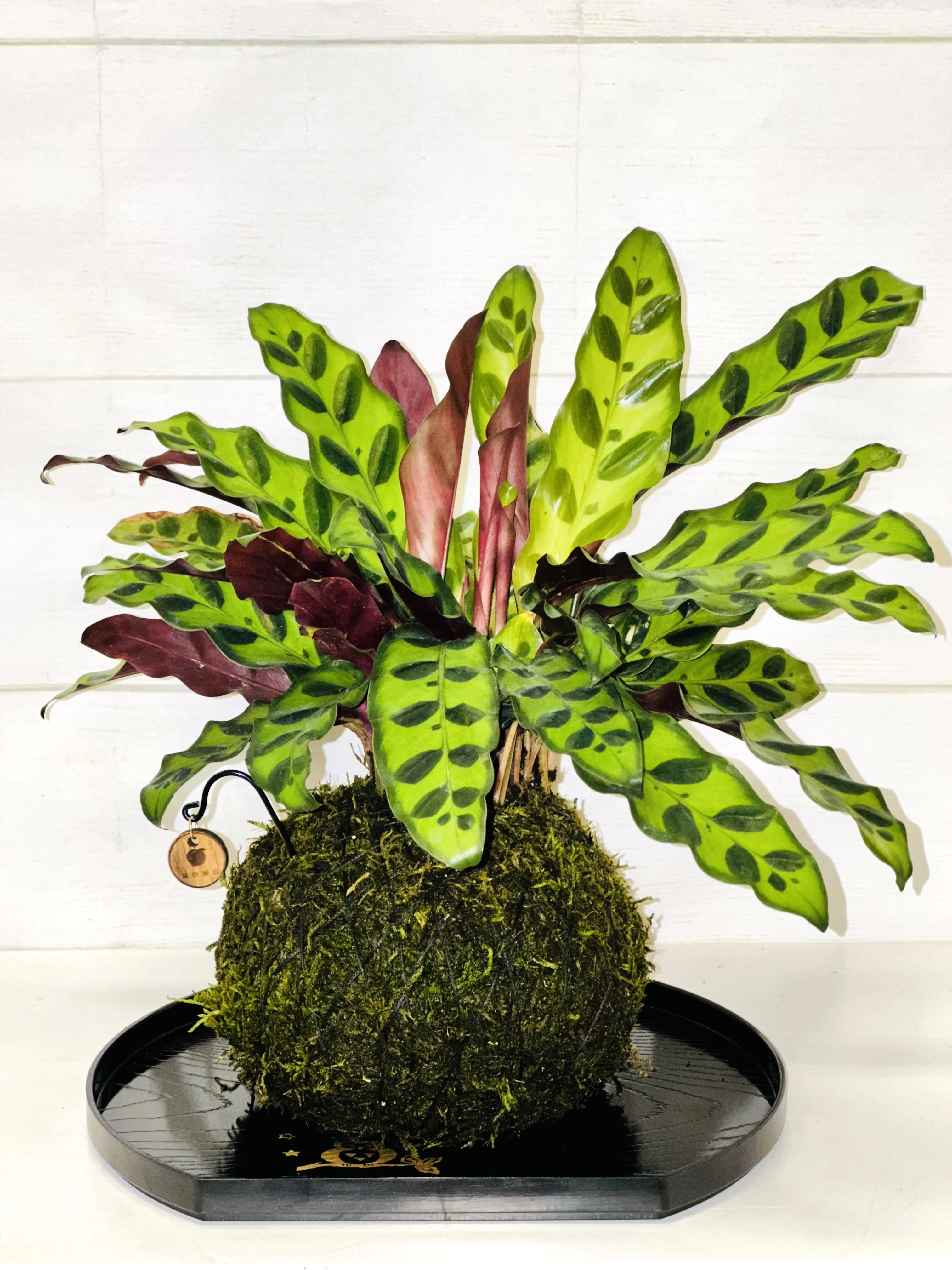 Kokedama Plant (Large assorted) in Honolulu, HI | Watanabe Floral, Inc.